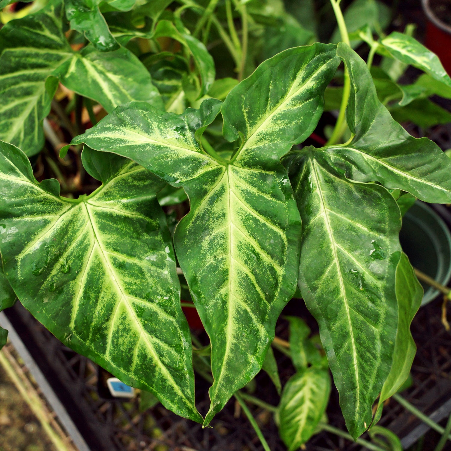 Syngonium Angustatum | Tri-Lobed Leaves with Yellow Midvein | Steve's ...