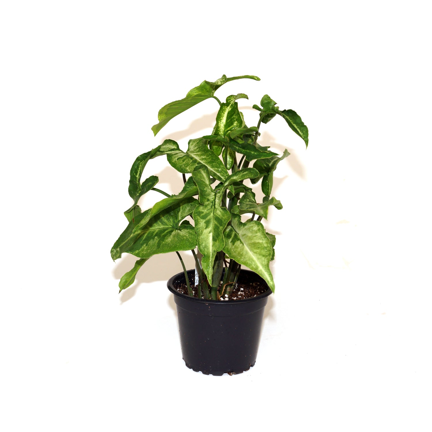 Syngonium Podophyllum | Three Kings Trailing Plant | Steve's Leaves