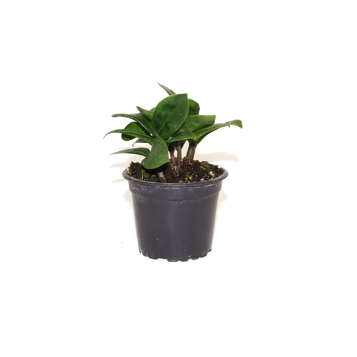 ZZ 'Zenzi' Plant | Dwarf Zamioculcas Zamiifolia Plant | Steve's Leaves