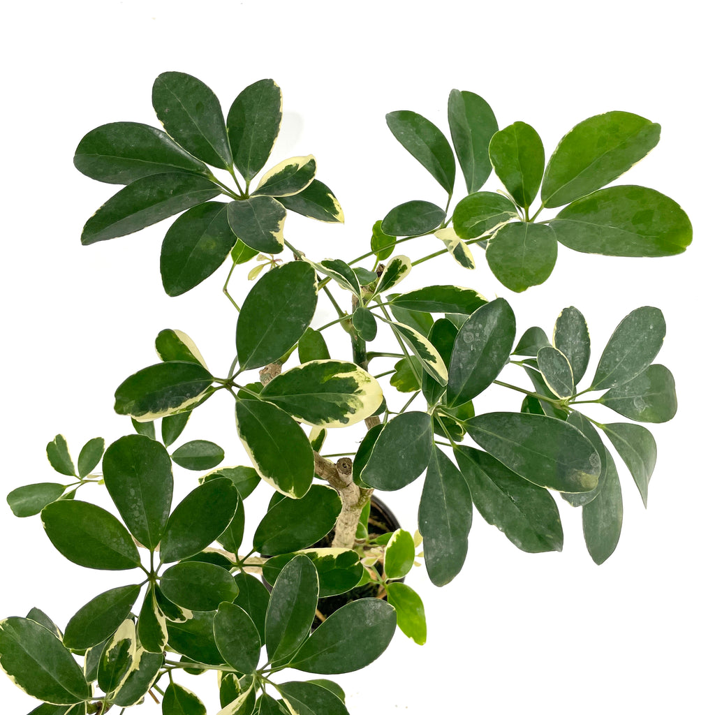 Schefflera arboricola variegata – Steve's Leaves