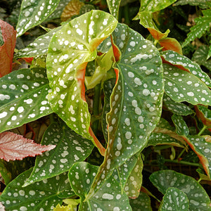 Begonias for Sale | Buy Live Exotic Begonia Plants Online | Steve's ...