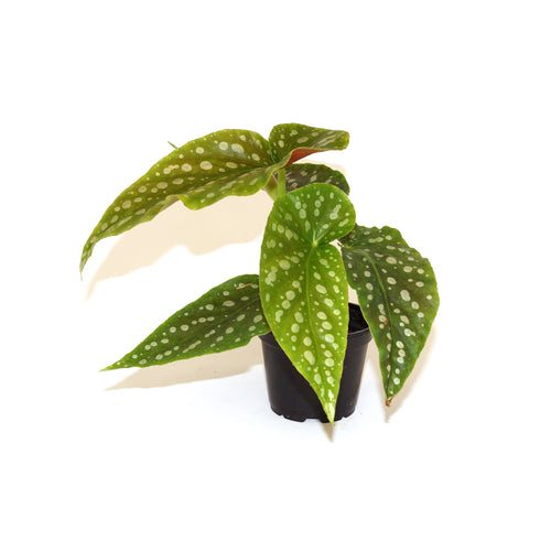 Begonias for Sale | Buy Live Exotic Begonia Plants Online | Steve's ...