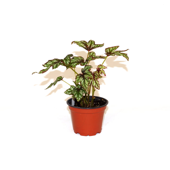 Begonias for Sale | Buy Live Exotic Begonia Plants Online | Steve's ...