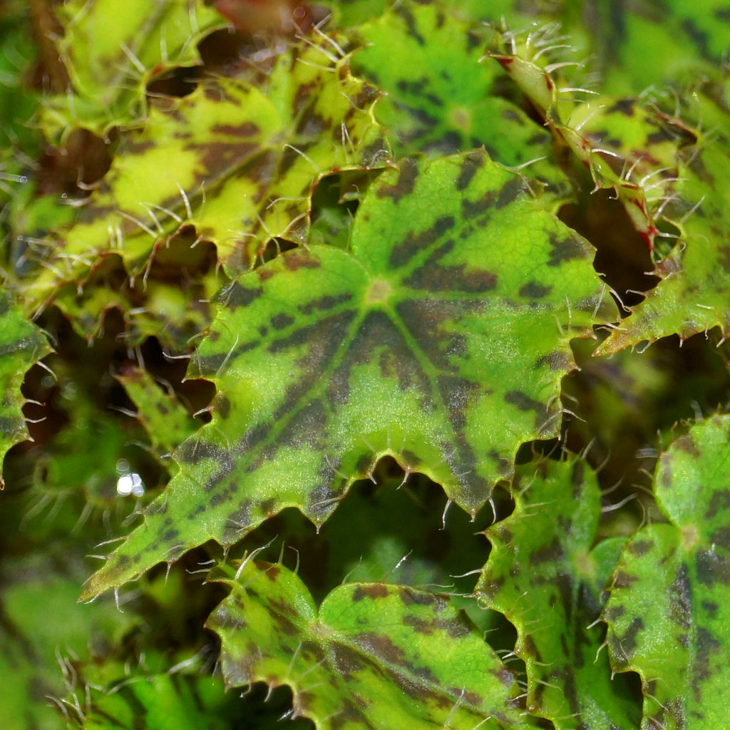 Begonia Bowerae | Eyelash Begonia Plant | Steve's Leaves
