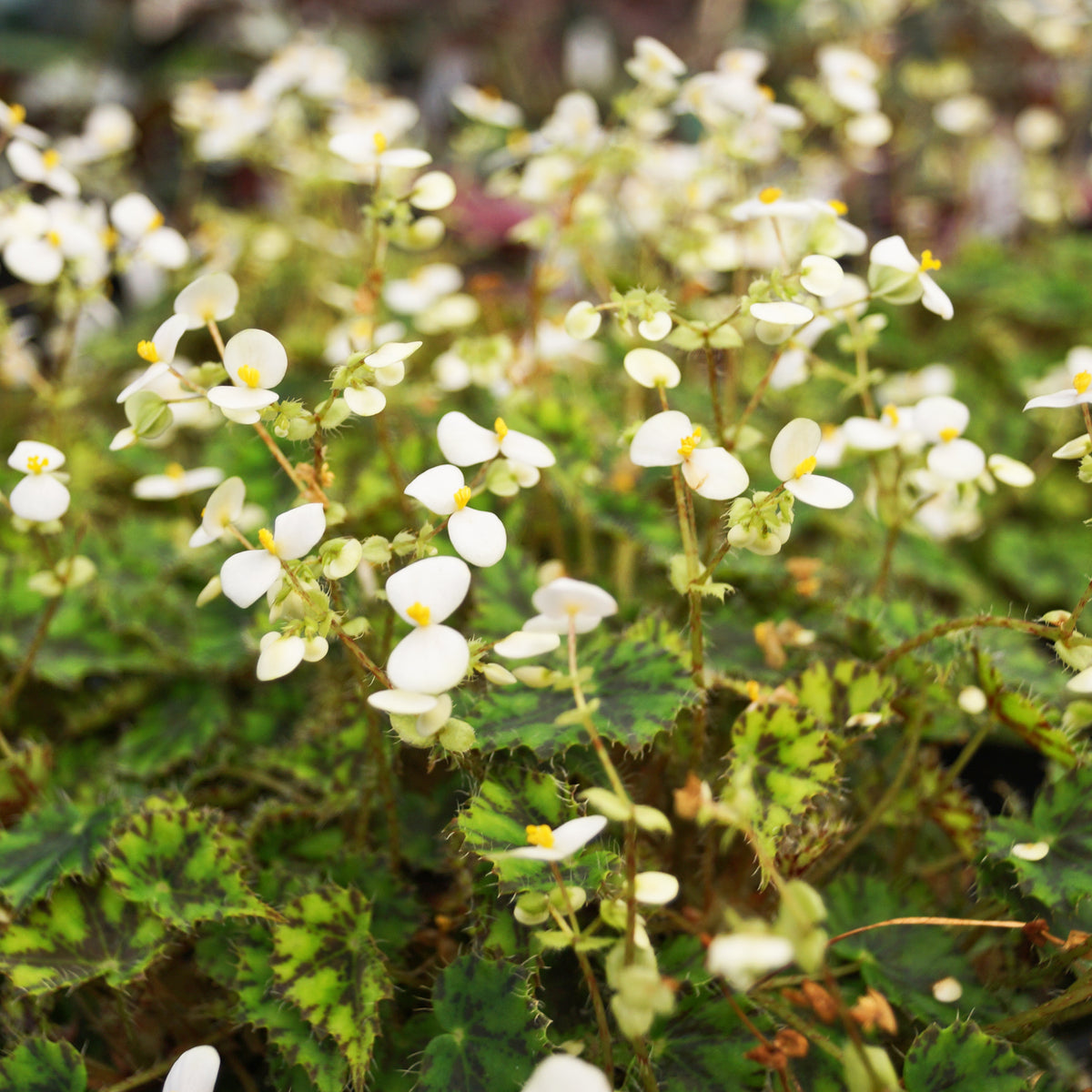 Begonia Bowerae | Eyelash Begonia Plant | Steve's Leaves