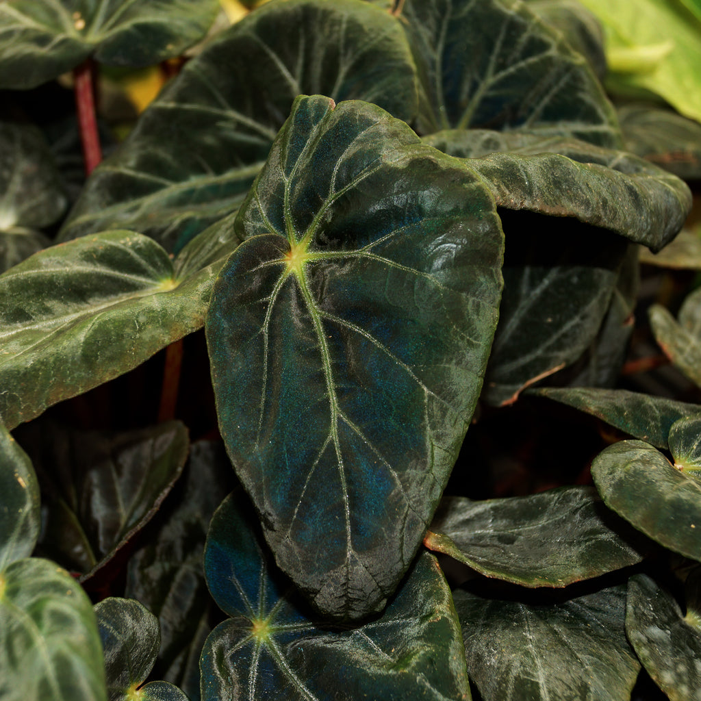 Begonia Burkillii Dark Form | Dark-Leaf Terrarium Plant | Steve's Leaves
