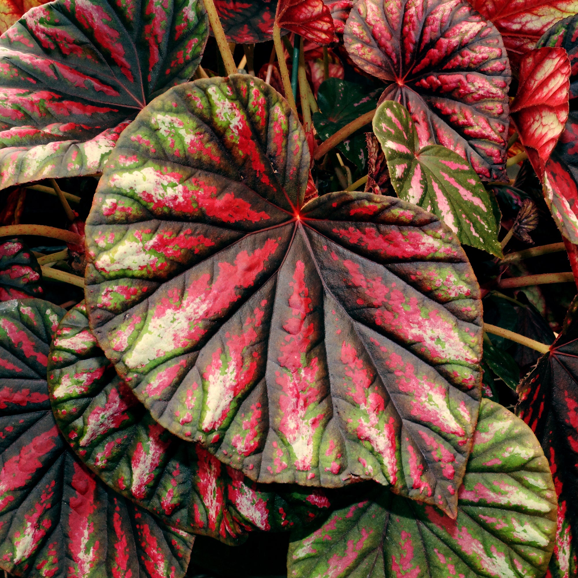 Begonia Candy Stripes | Pink and Green Leaf Begonia Hybrid | Steve’s ...