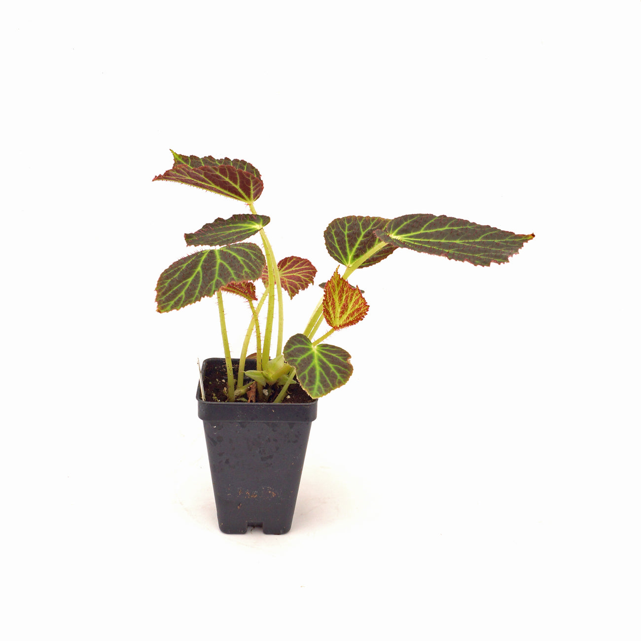 Begonia Chloroneura | Reddish Leaves with Lime Veins | Steve's Leaves