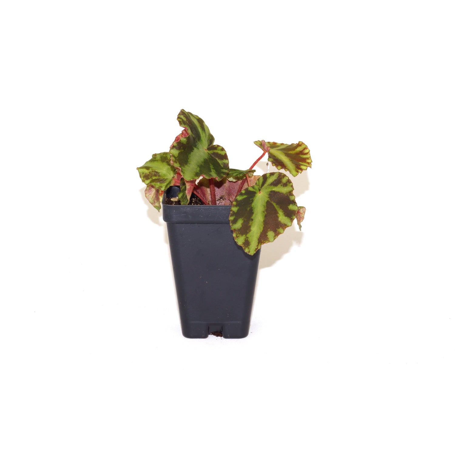 Begonia cleopatrae – Steve's Leaves