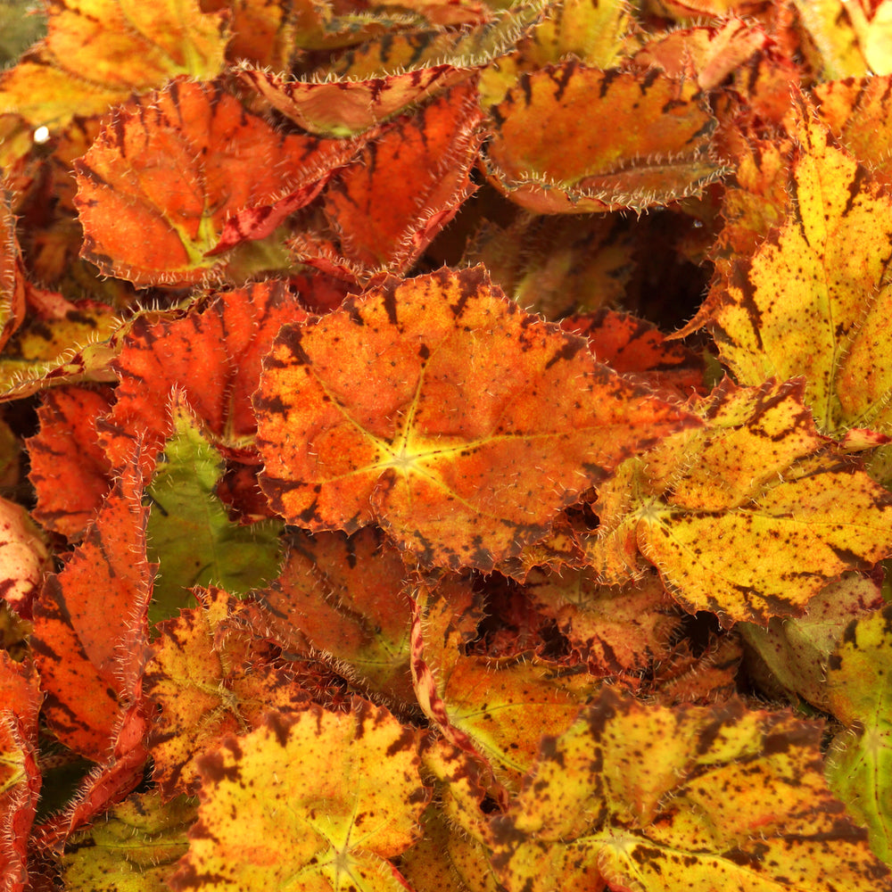 Begonia 'Fall Fashion' | Steve's Leaves Begonia Exotic Plants