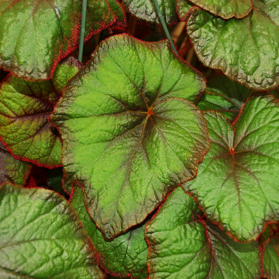 Begonia 'Fireflush' | Steve's Leaves Begonia Exotic Plants