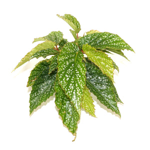 Begonias for Sale | Buy Live Exotic Begonia Plants Online | Steve's ...