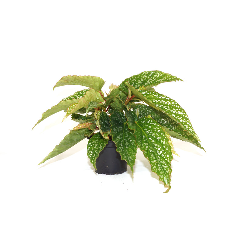 Begonias for Sale | Buy Live Exotic Begonia Plants Online | Steve's ...