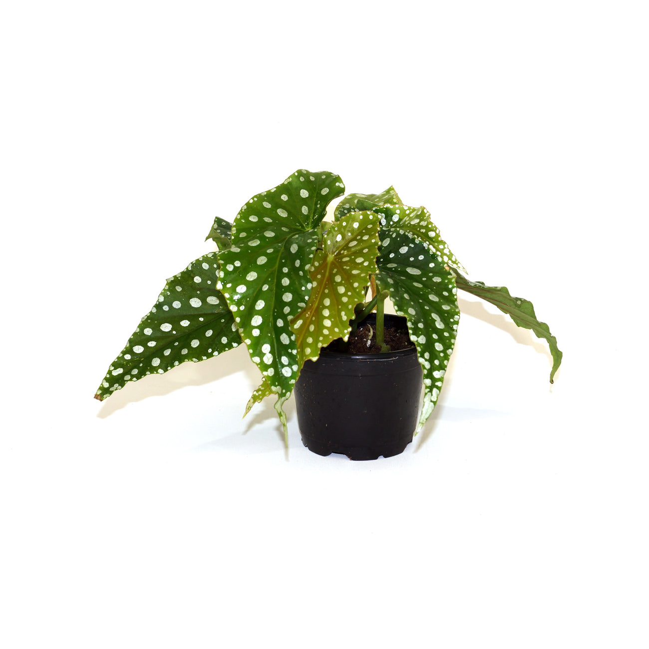 Begonias for Sale | Buy Live Exotic Begonia Plants Online | Steve's Leaves