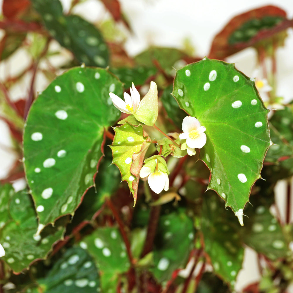 Begonia jiewhoei – Steve's Leaves