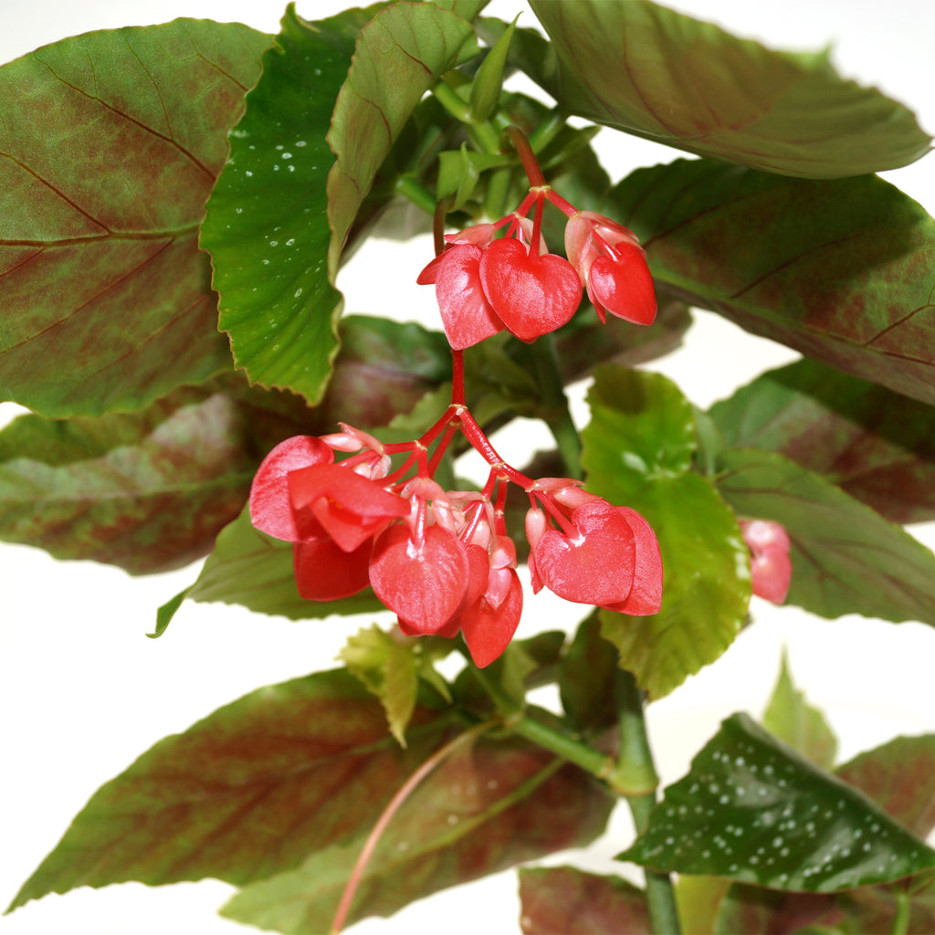 Begonia 'Jim Dandy' | Steve's Leaves Plants