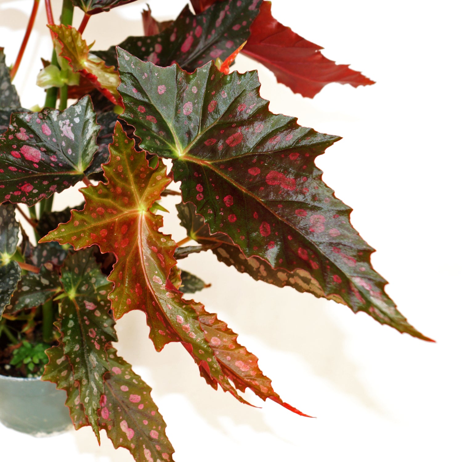 Begonia 'Moonlight Bay' | Steve's Leaves Plants
