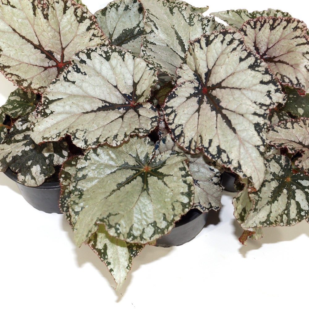 Begonia 'Judy Cook' – Steve's Leaves
