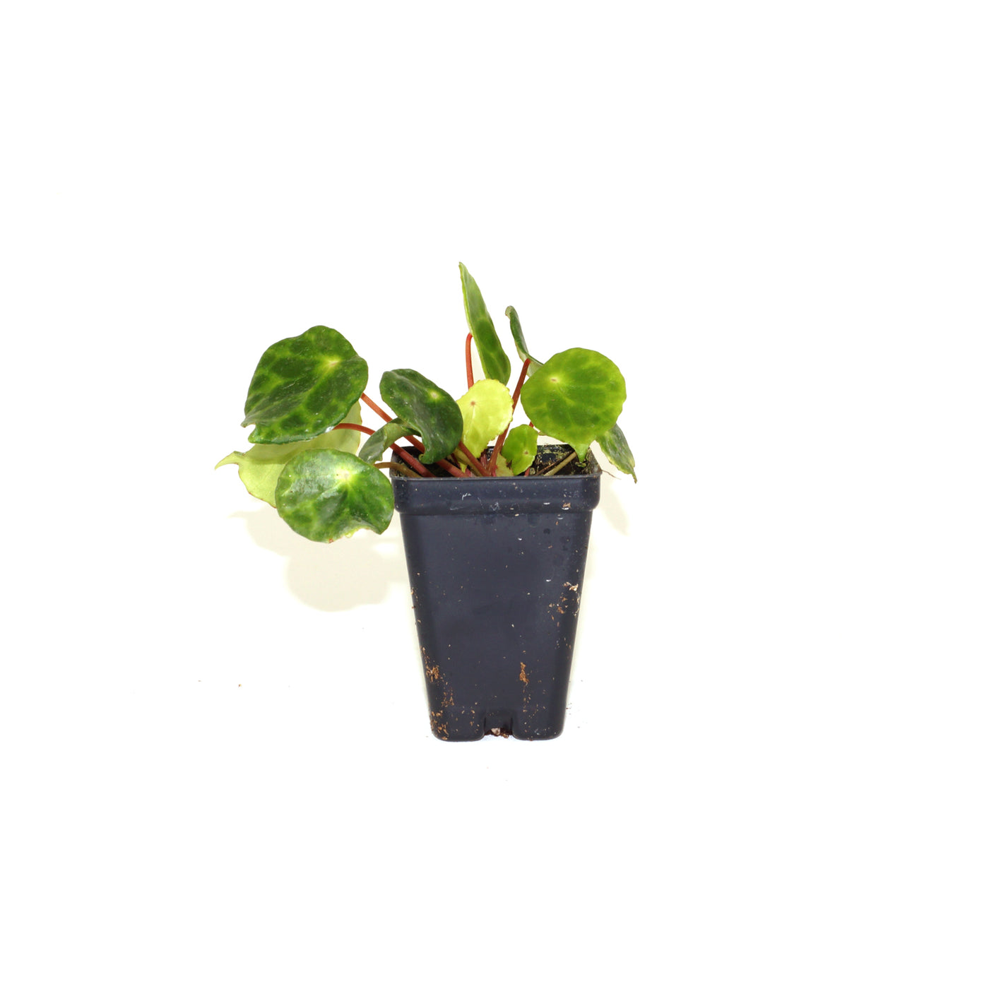 Begonia kingiana (Type 2) – Steve's Leaves