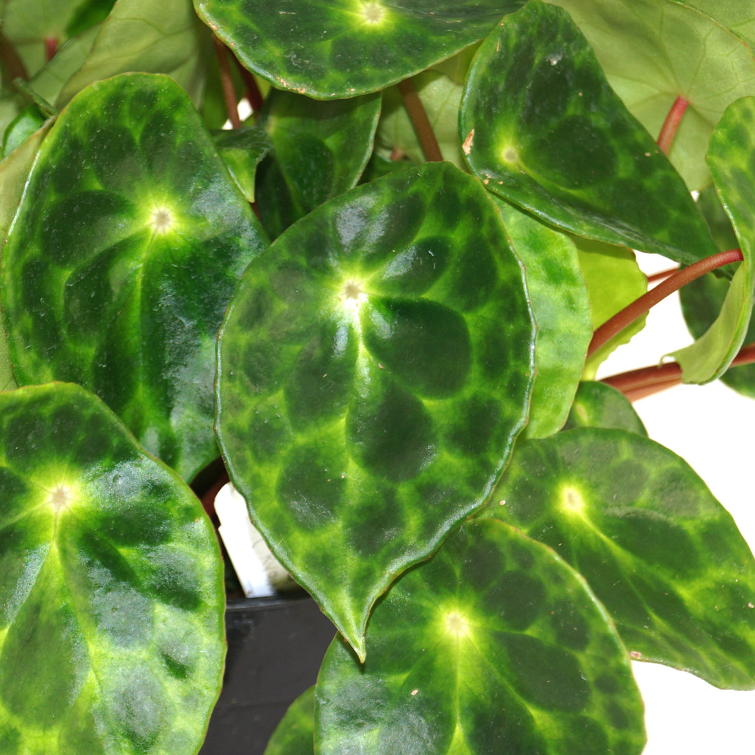 Begonia kingiana (Type 2) – Steve's Leaves