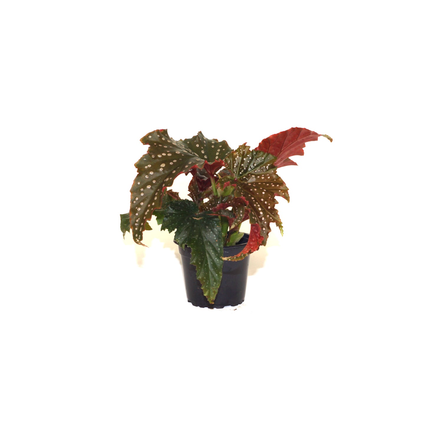 Begonia Miss Mummey | Easy-to-Grow Begonia | Steve's Leaves