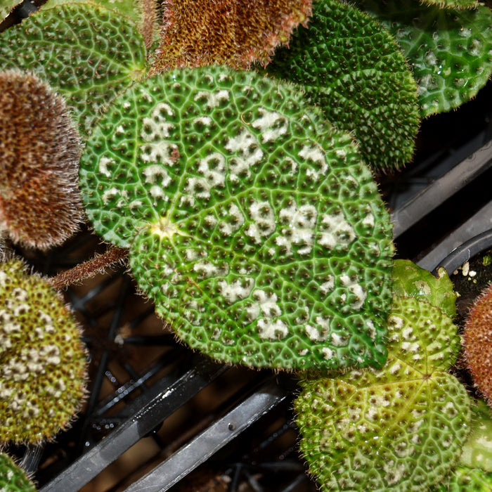 Begonias for Sale | Buy Live Exotic Begonia Plants Online | Steve's ...