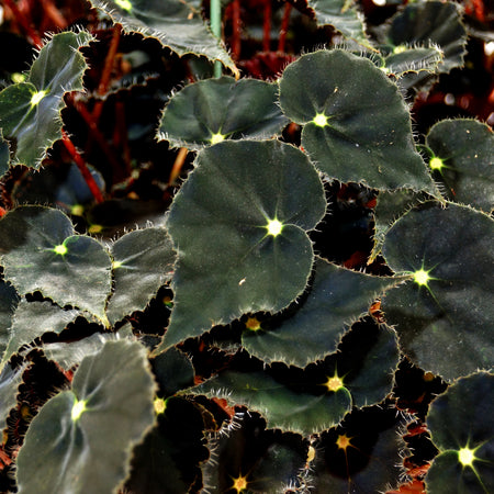 Begonias for Sale | Buy Live Exotic Begonia Plants Online | Steve's ...