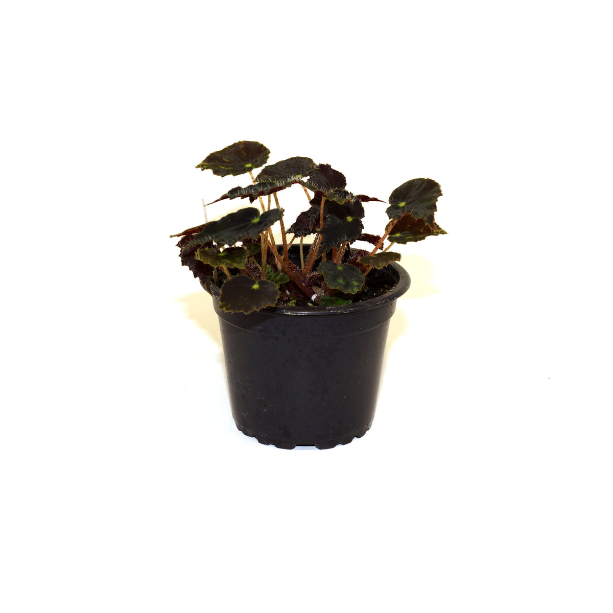 Begonia 'Micro Mo' – Steve's Leaves