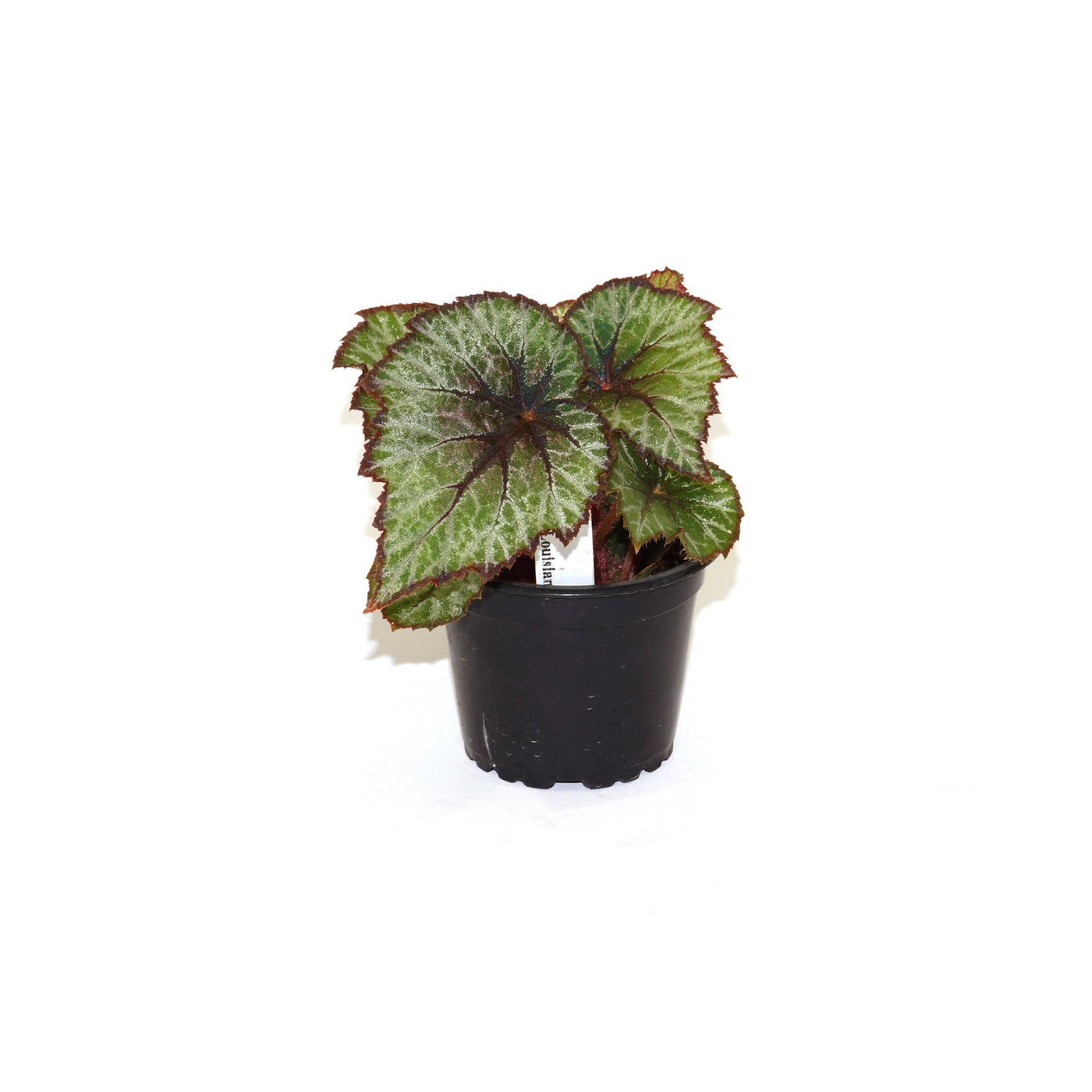 Begonia 'Miss Louisiana' – Steve's Leaves