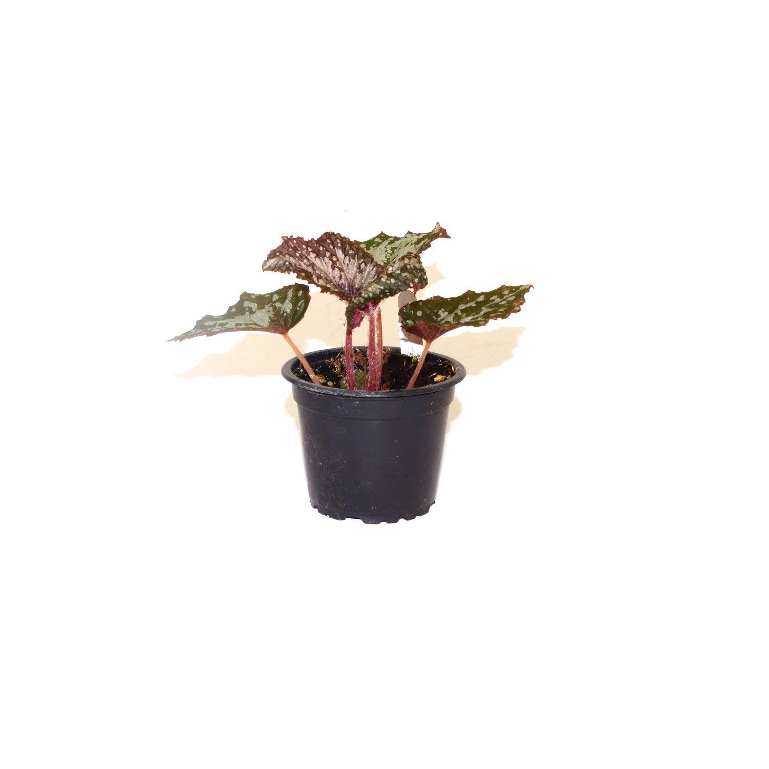 Begonia 'Moonlit Snow' – Steve's Leaves