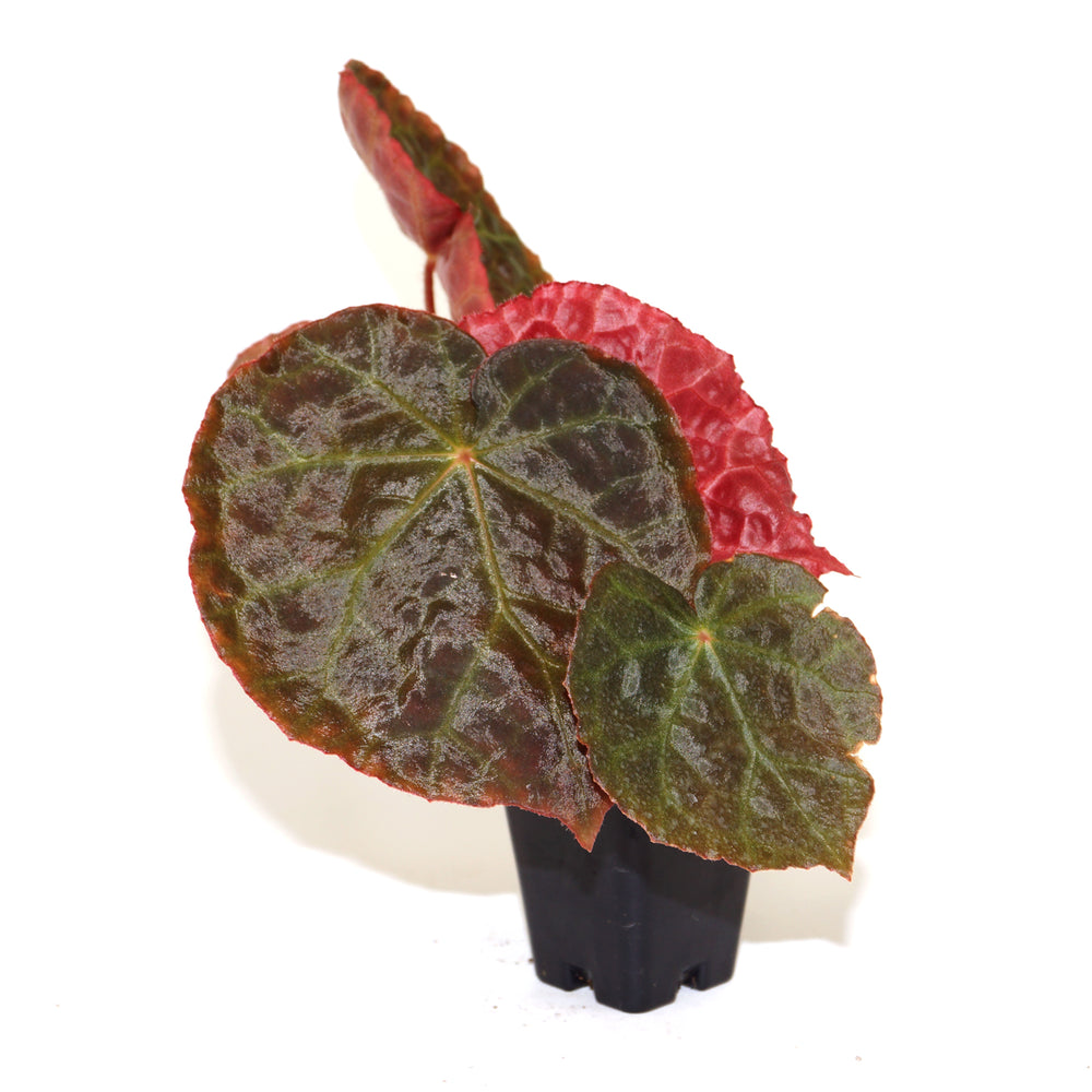 Begonias for Sale | Buy Live Exotic Begonia Plants Online | Steve's ...