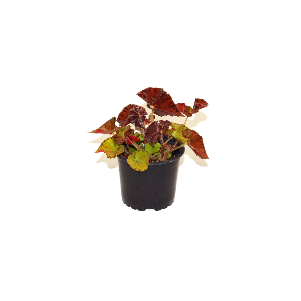 Begonia Peter Piper | Fall Color Begonia Houseplant | Steve's Leaves