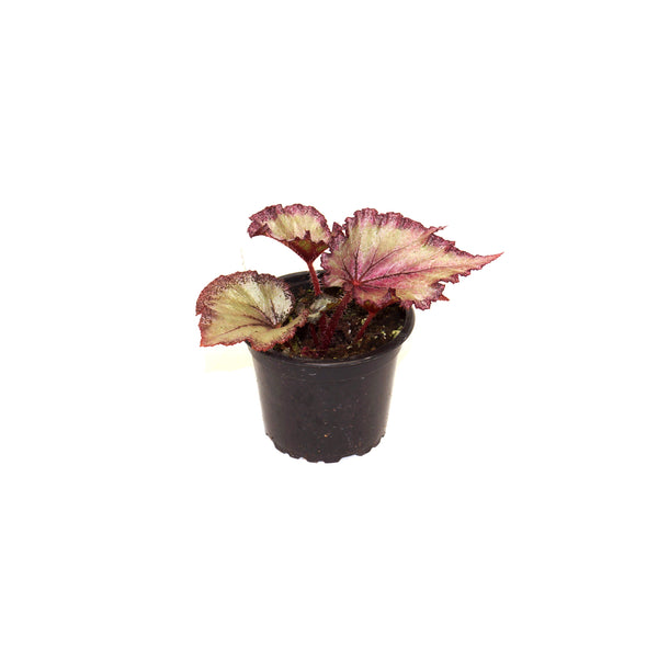 Begonia 'Pink Diamond' | Steve's Leaves Begonia Exotic Plants
