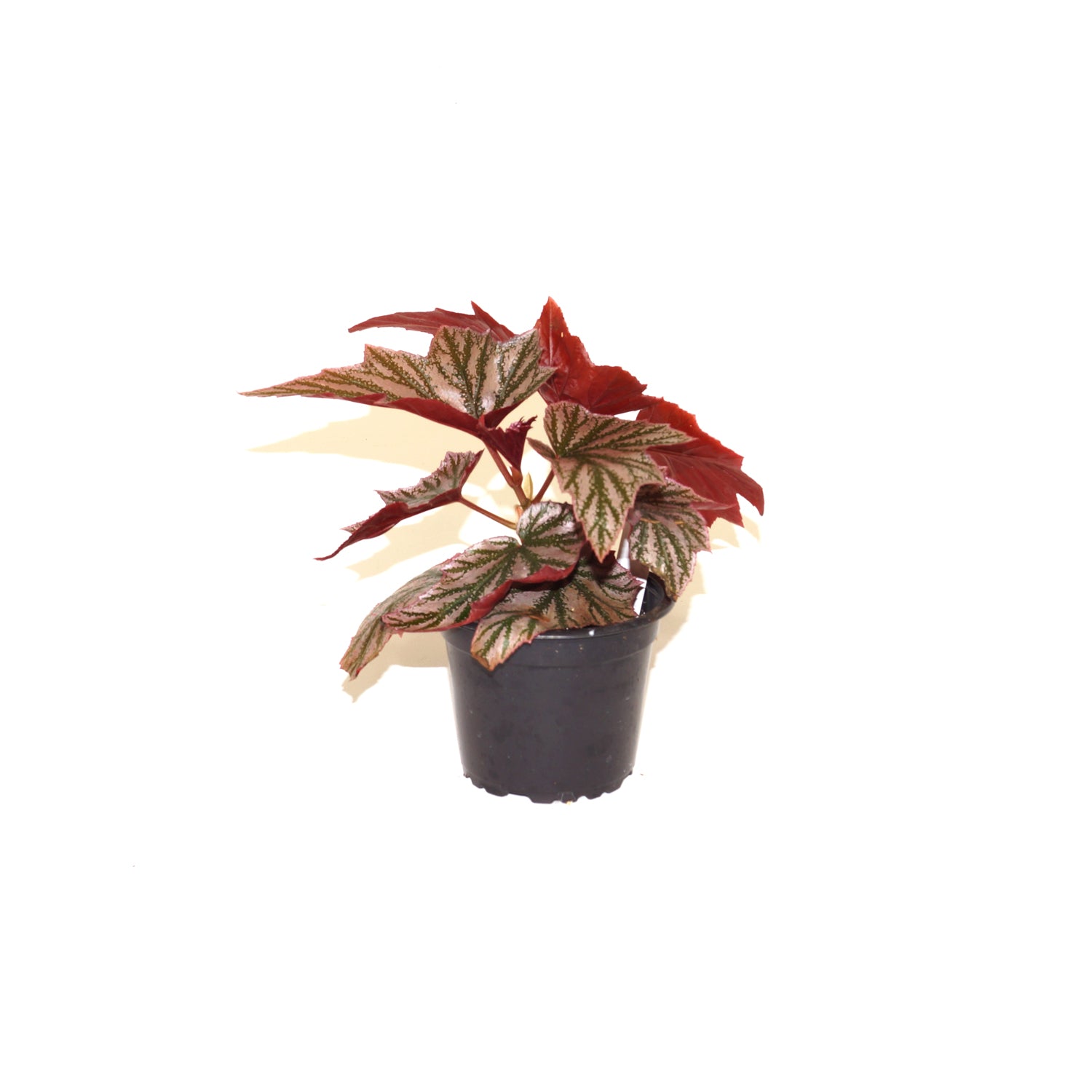 Begonia Pink Plant | Exotic Leaf Houseplant | Steve's Leaves
