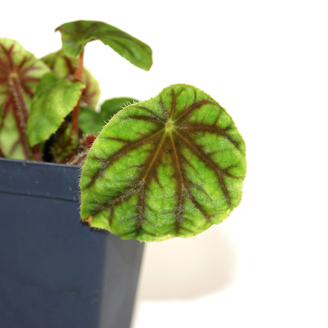 Begonias for Sale | Buy Live Exotic Begonia Plants Online | Steve's ...