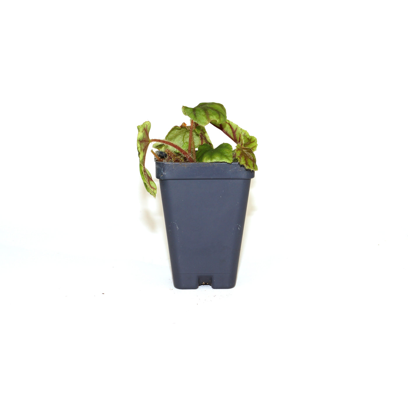 Begonias – Page 12 – Steve's Leaves