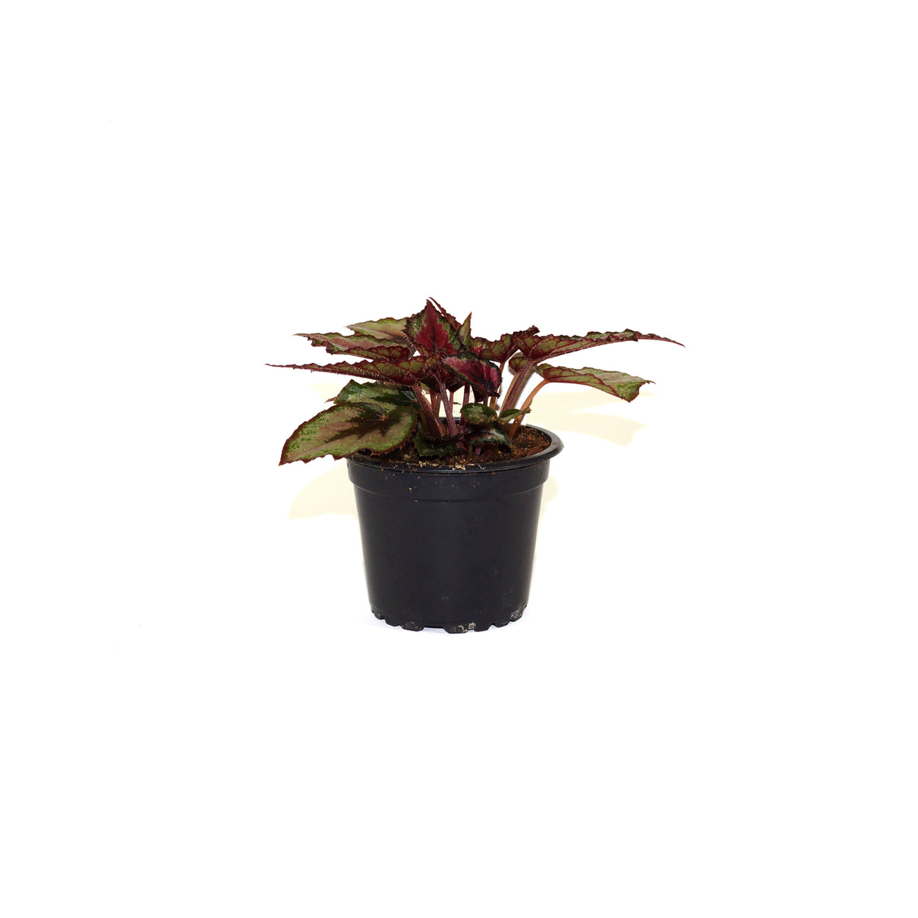 Begonia 'Red Tango' – Steve's Leaves