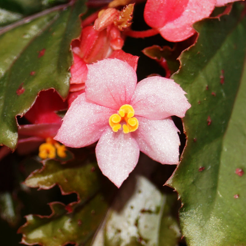 Begonia serratipetala – Steve's Leaves