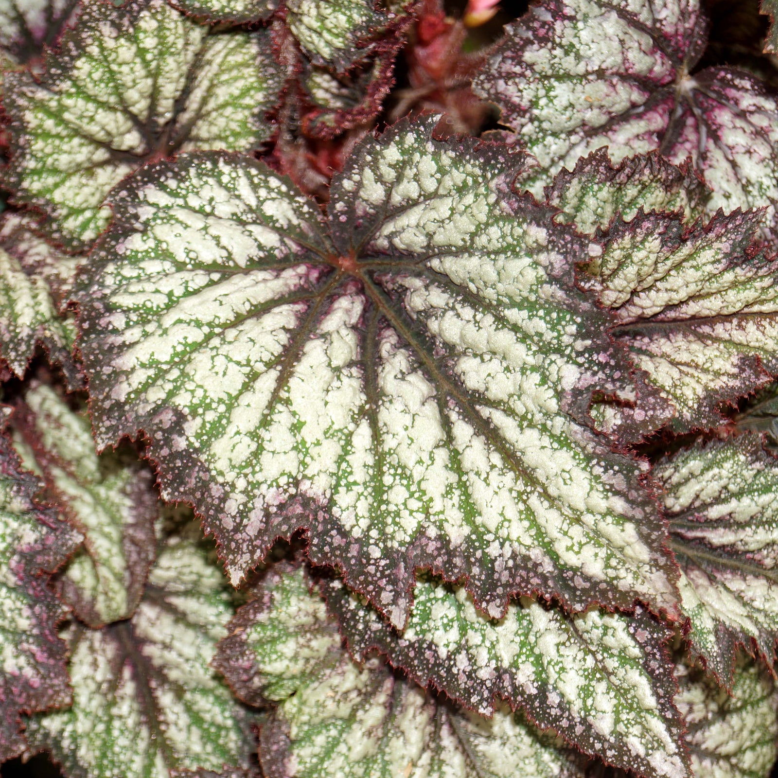 Begonia 'Steve's Leaves Bramble Jam'