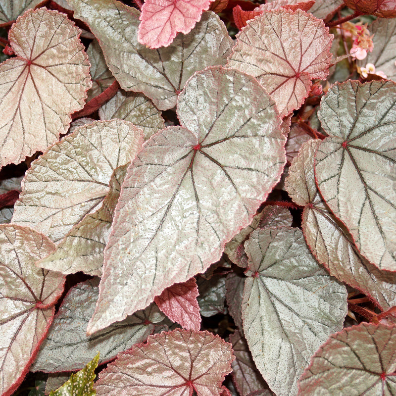 Begonia U093 – Steve's Leaves