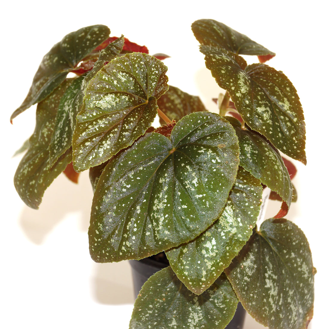 In Stock | Steve's Leaves Exotic Plants, Rare Tropical Plants & More ...