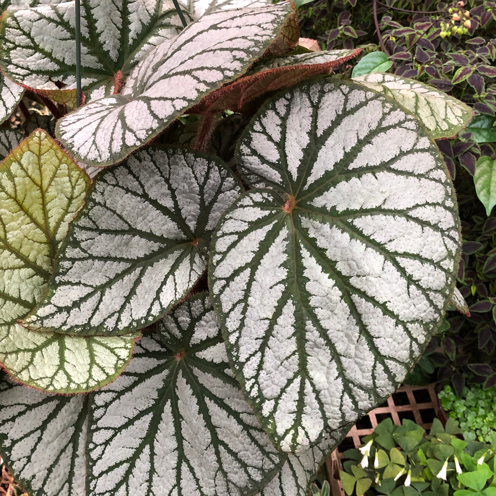Begonia U400 – Steve's Leaves