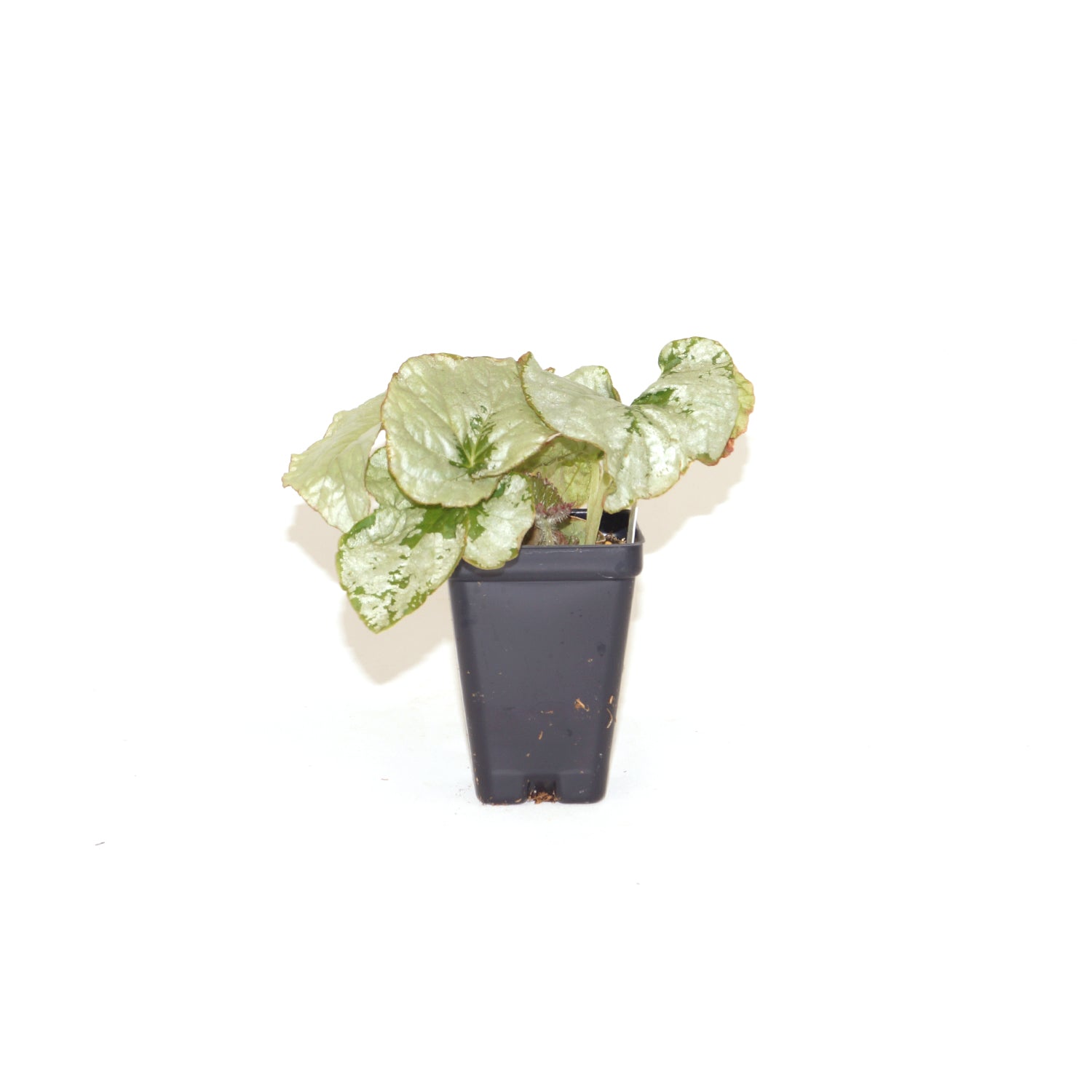 Begonia U489 – Steve's Leaves