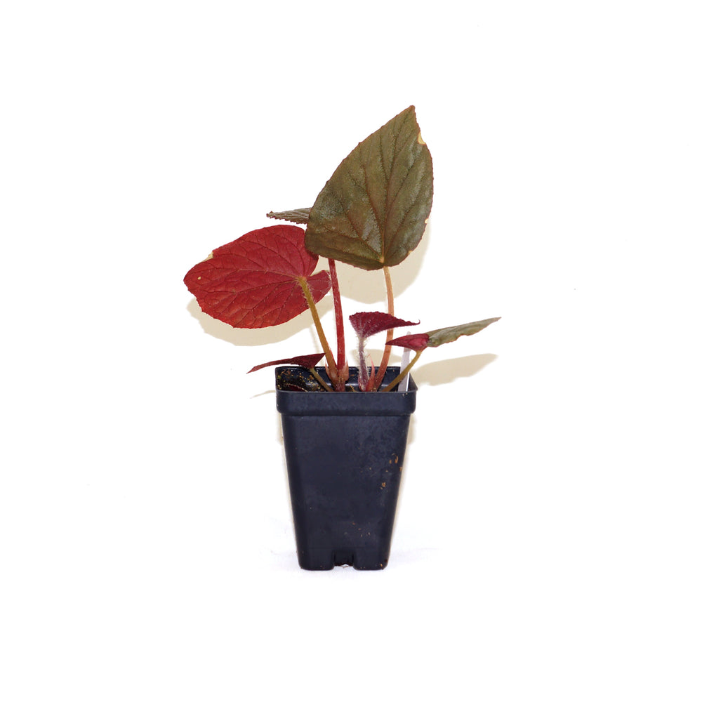 Begonia U508 – Steve's Leaves