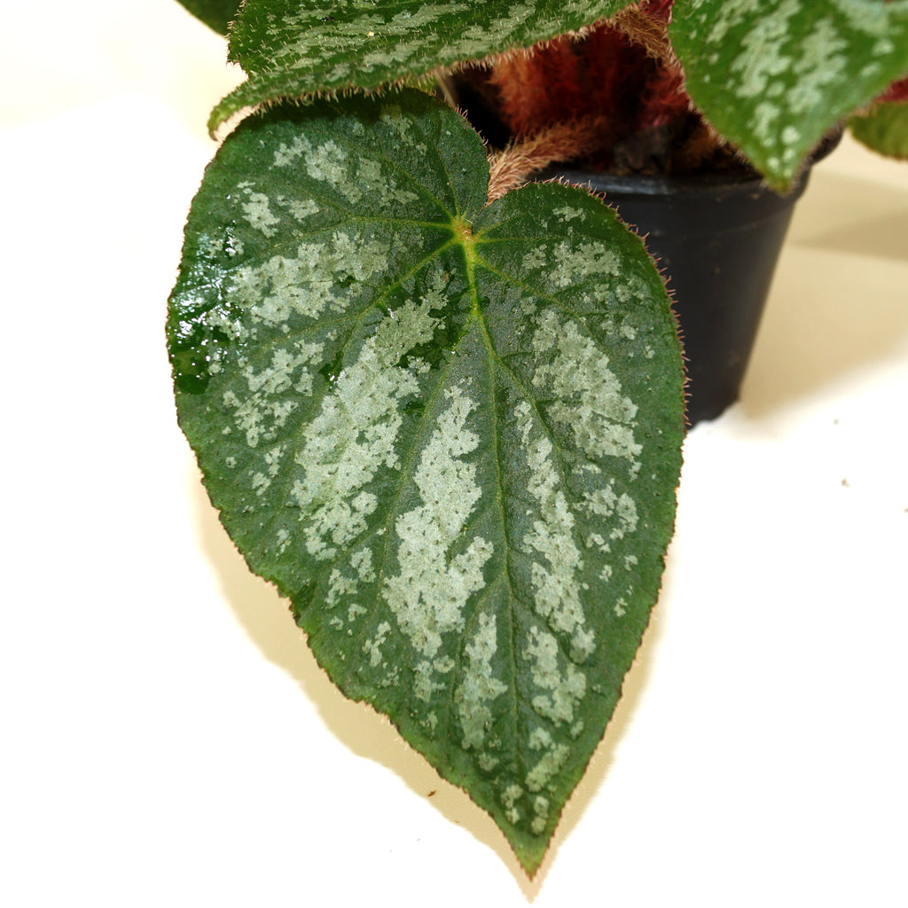 Begonia U521 – Steve's Leaves