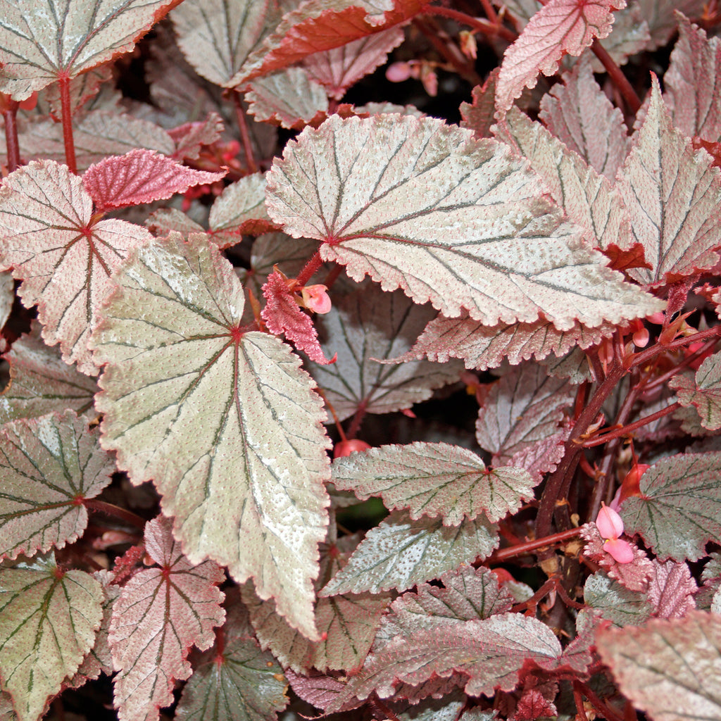 Begonia U549 | Steve's Leaves Begonia Exotic Plants