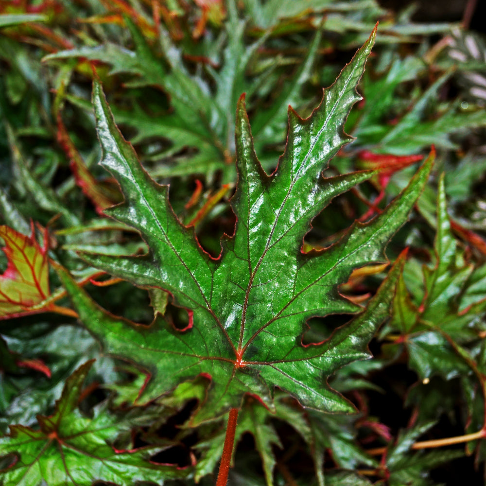 Begonia U614 – Steve's Leaves