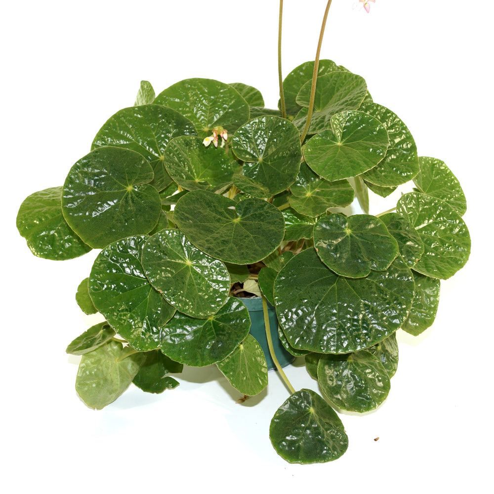 Begonia U660 – Steve's Leaves