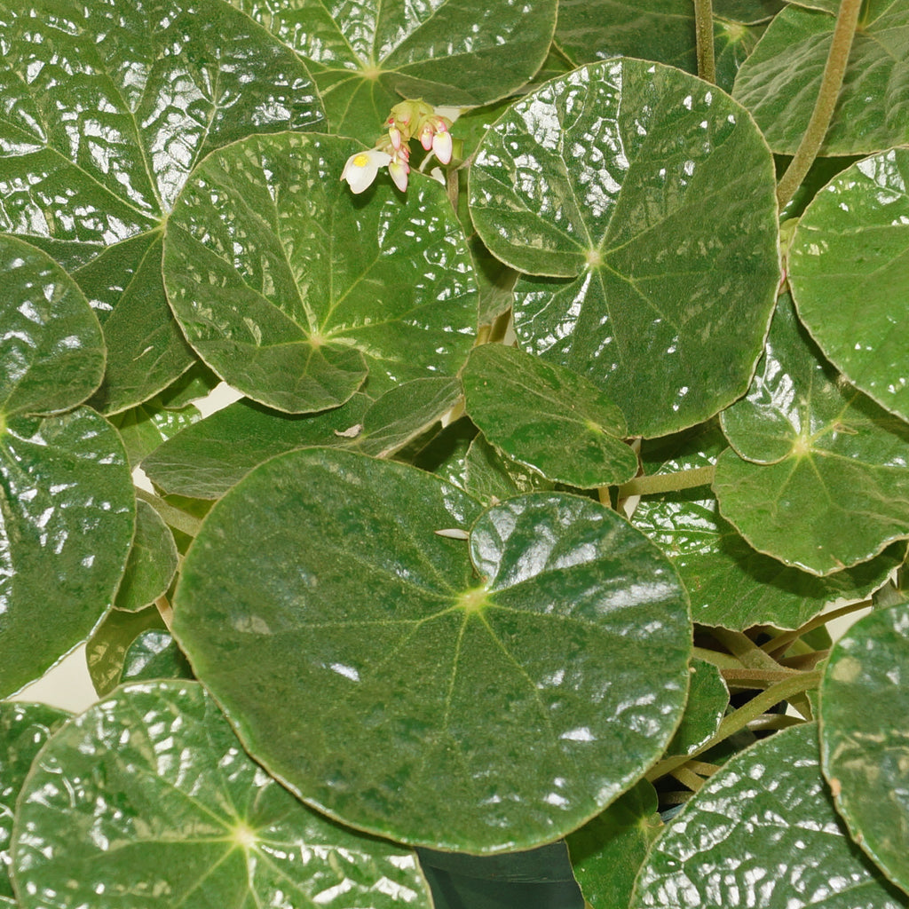 Begonia U660 – Steve's Leaves
