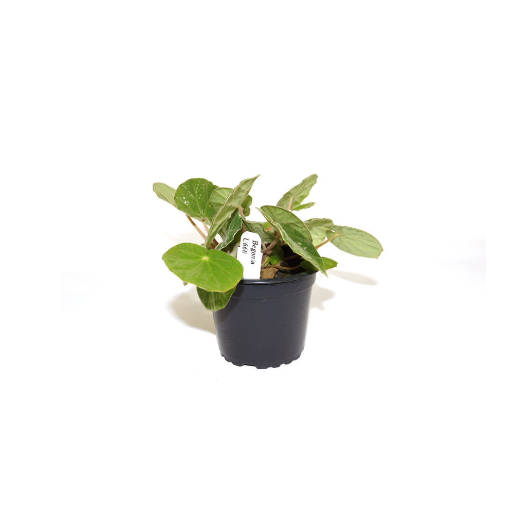 Begonia U660 – Steve's Leaves